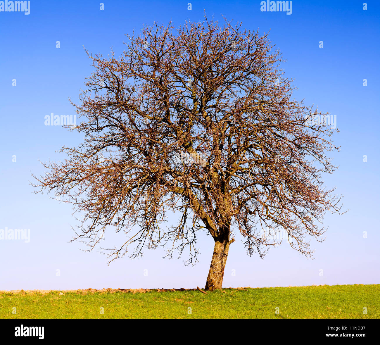 tree, horizon, agriculture, farming, field, spring, bouncing, bounces ...
