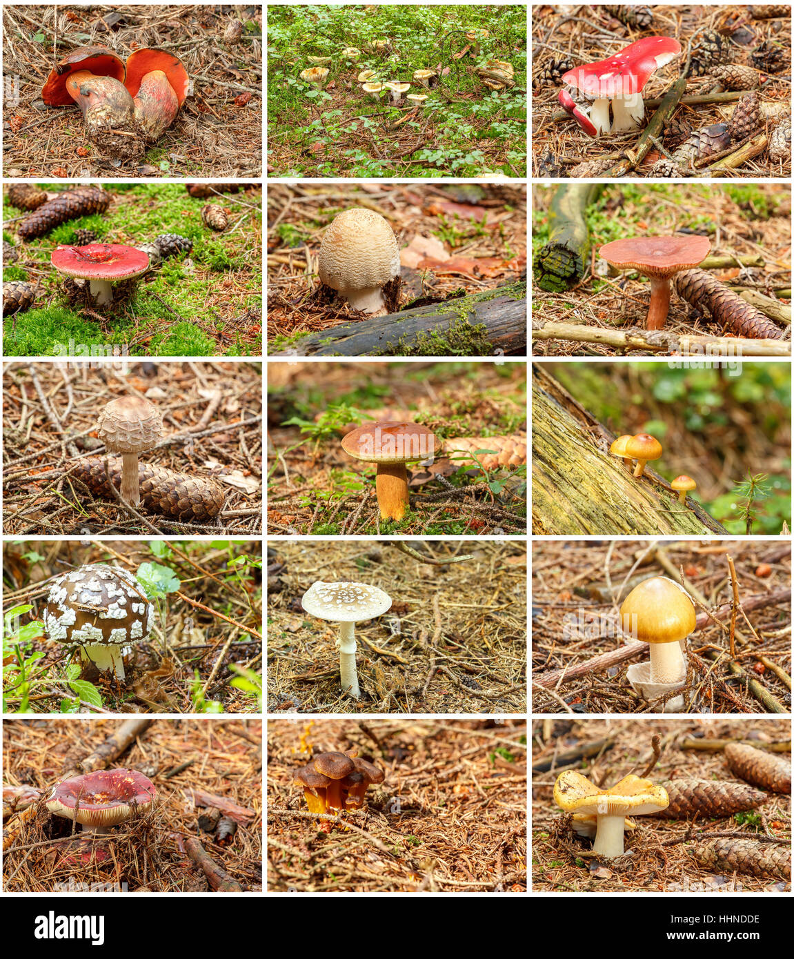 mushroom, fungus, food, aliment, object, big, large, enormous, extreme ...