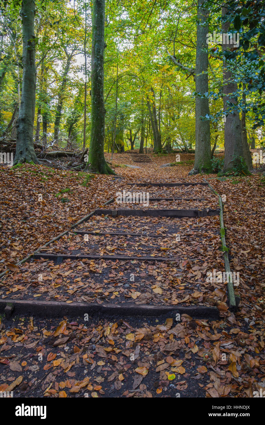 carpet of leaves on forest floor with wooden steps path up through ...