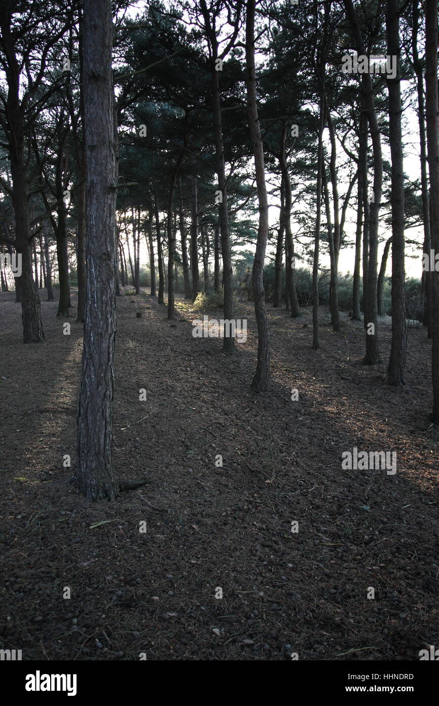 shafts of sunlight streaming through a line of trees Stock Photo - Alamy