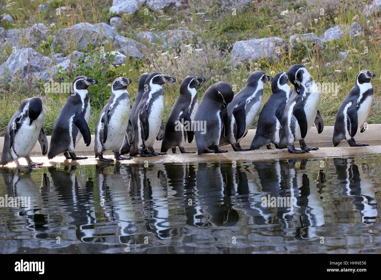 Eleven birds hi-res stock photography and images - Alamy