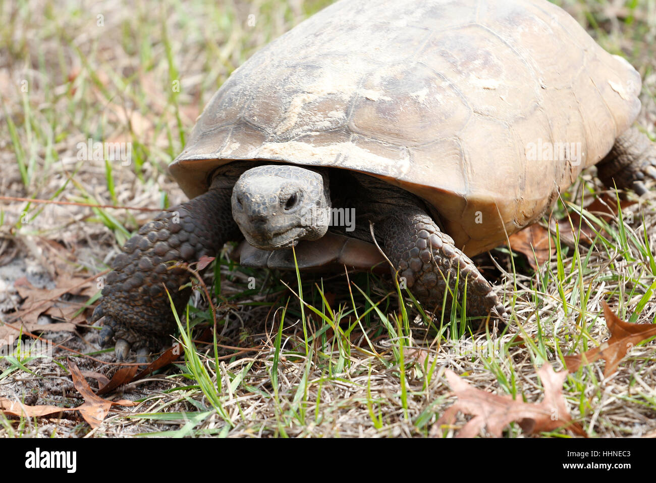 A closeup of a Gopher Tortoise,Gopherus polyphemus Stock Photo - Alamy