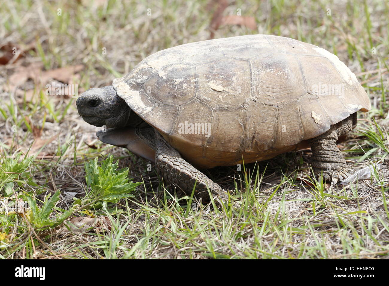 A closeup of a Gopher Tortoise,Gopherus polyphemus Stock Photo - Alamy