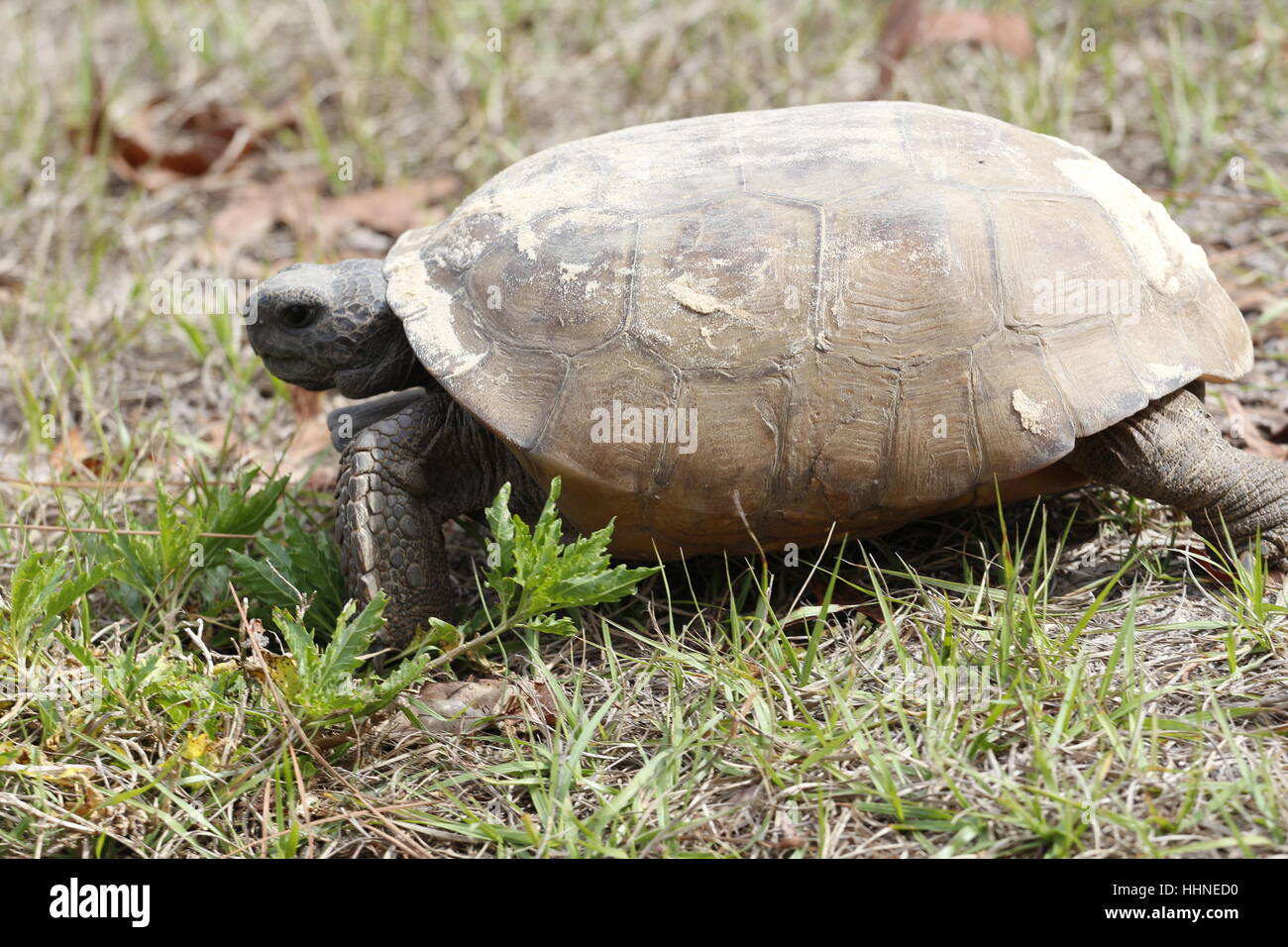 A closeup of a Gopher Tortoise,Gopherus polyphemus Stock Photo - Alamy