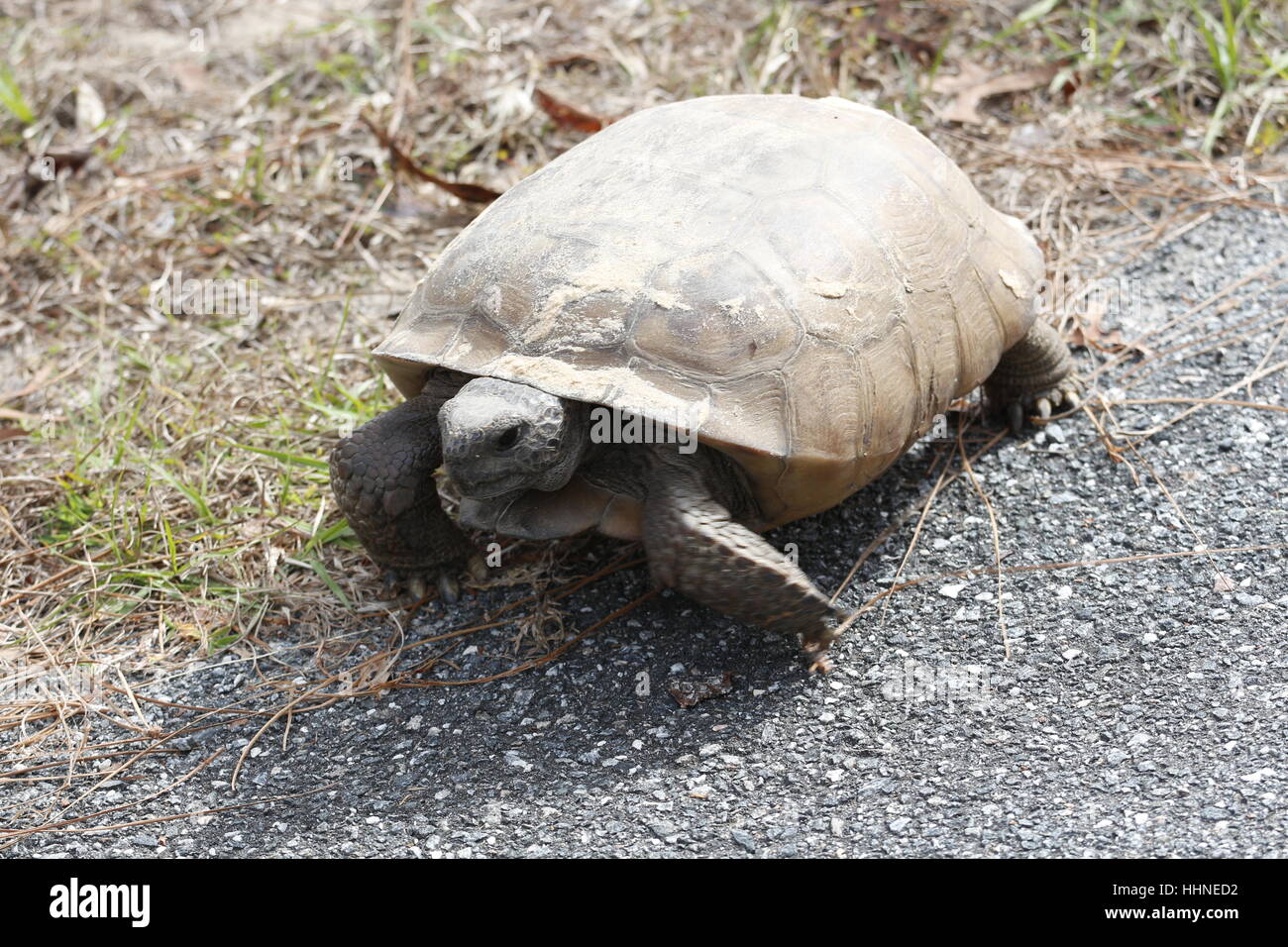A closeup of a Gopher Tortoise,Gopherus polyphemus Stock Photo - Alamy