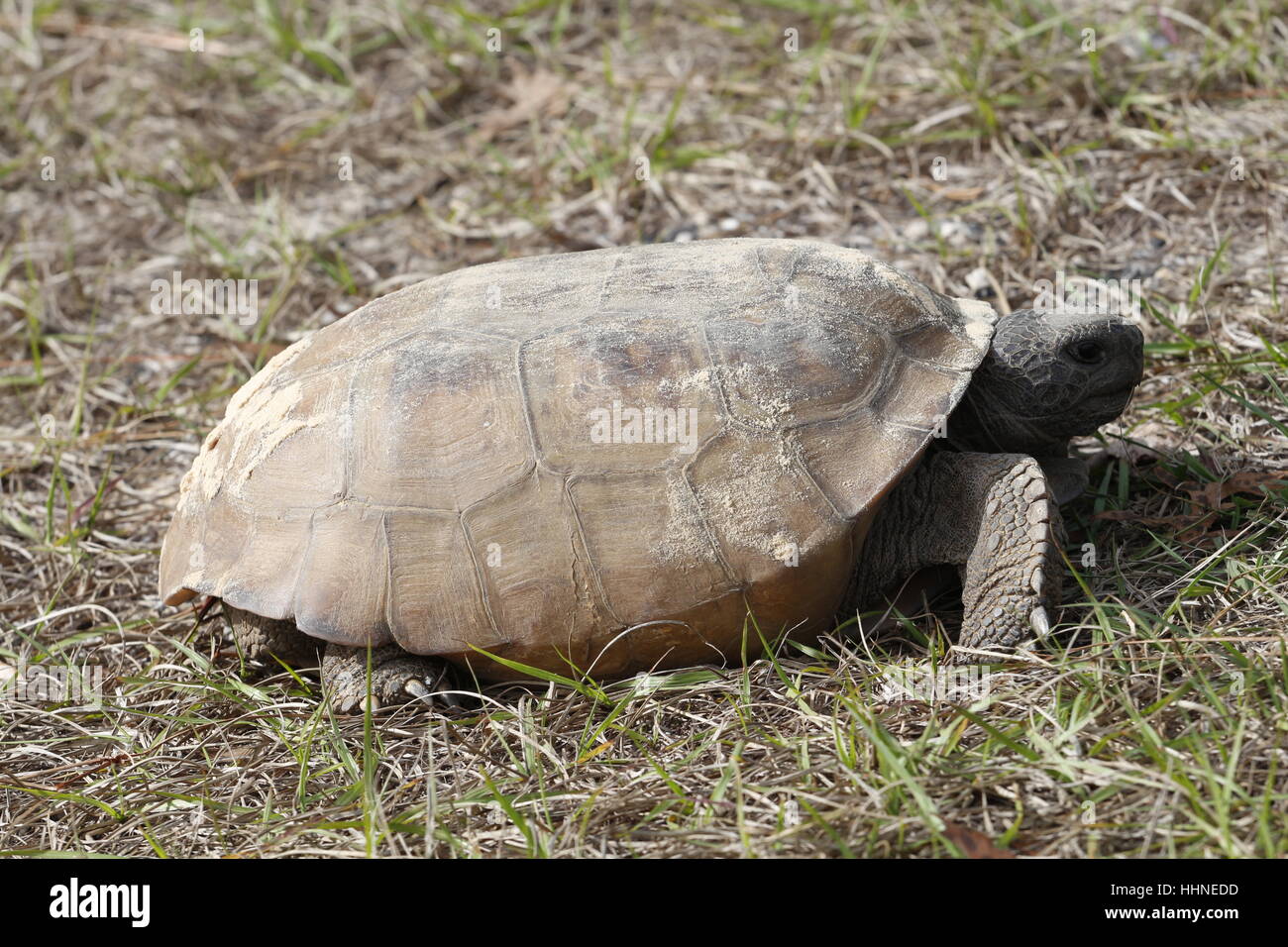 A closeup of a Gopher Tortoise,Gopherus polyphemus Stock Photo - Alamy