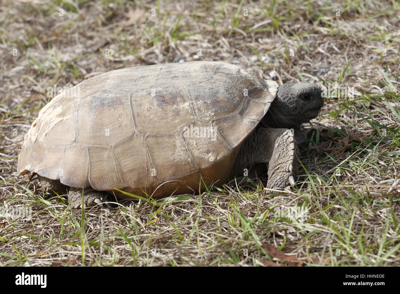 A closeup of a Gopher Tortoise,Gopherus polyphemus Stock Photo - Alamy