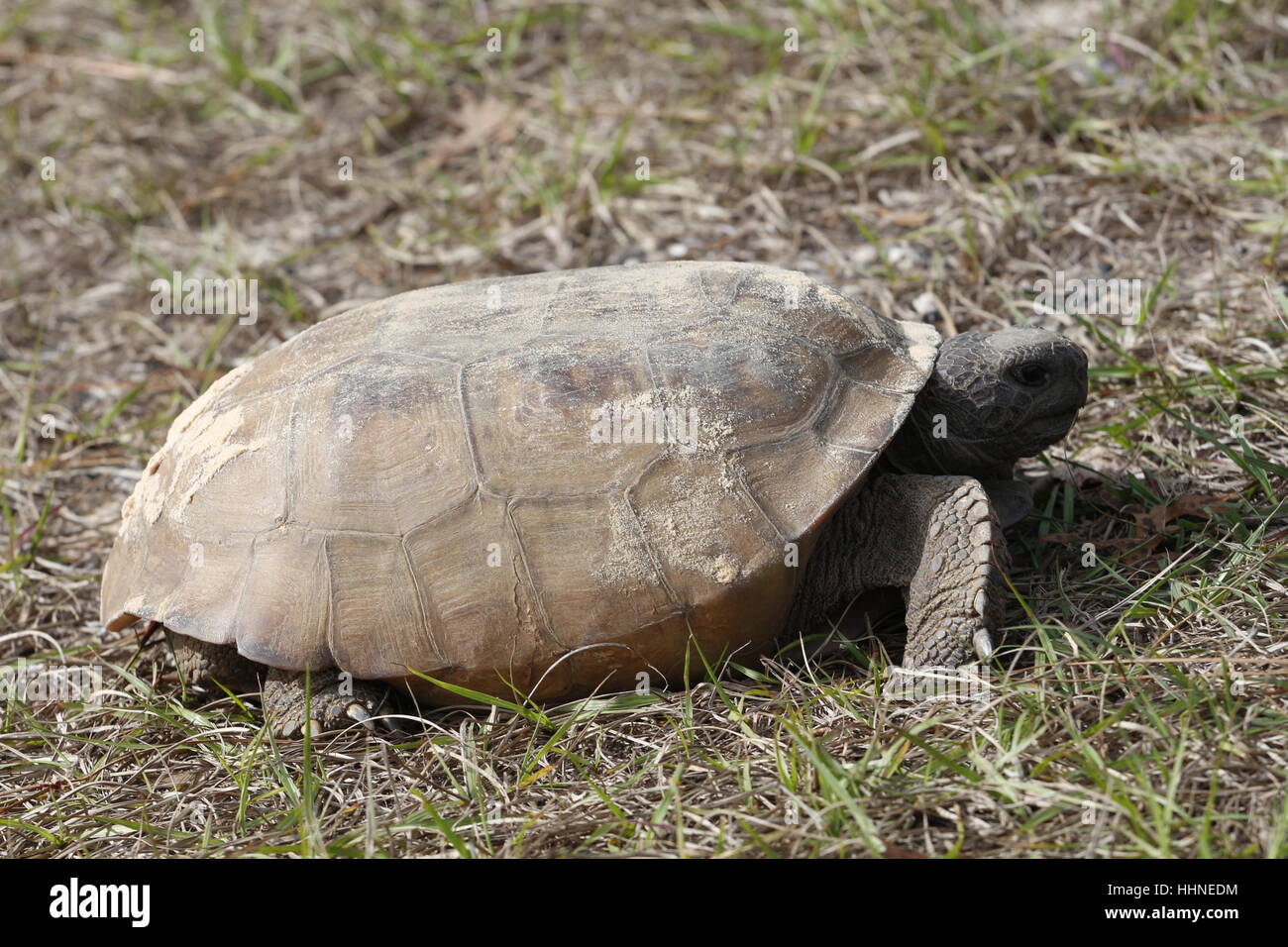 A closeup of a Gopher Tortoise,Gopherus polyphemus Stock Photo - Alamy