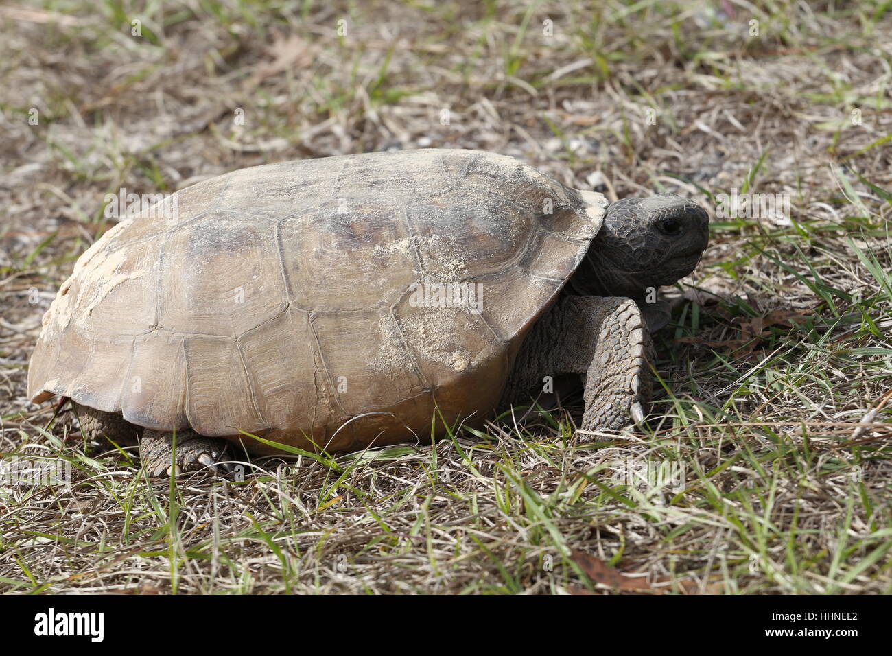 A closeup of a Gopher Tortoise,Gopherus polyphemus Stock Photo - Alamy