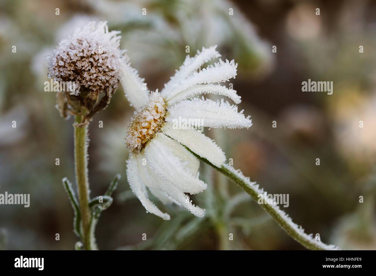friends in frost Stock Photo - Alamy