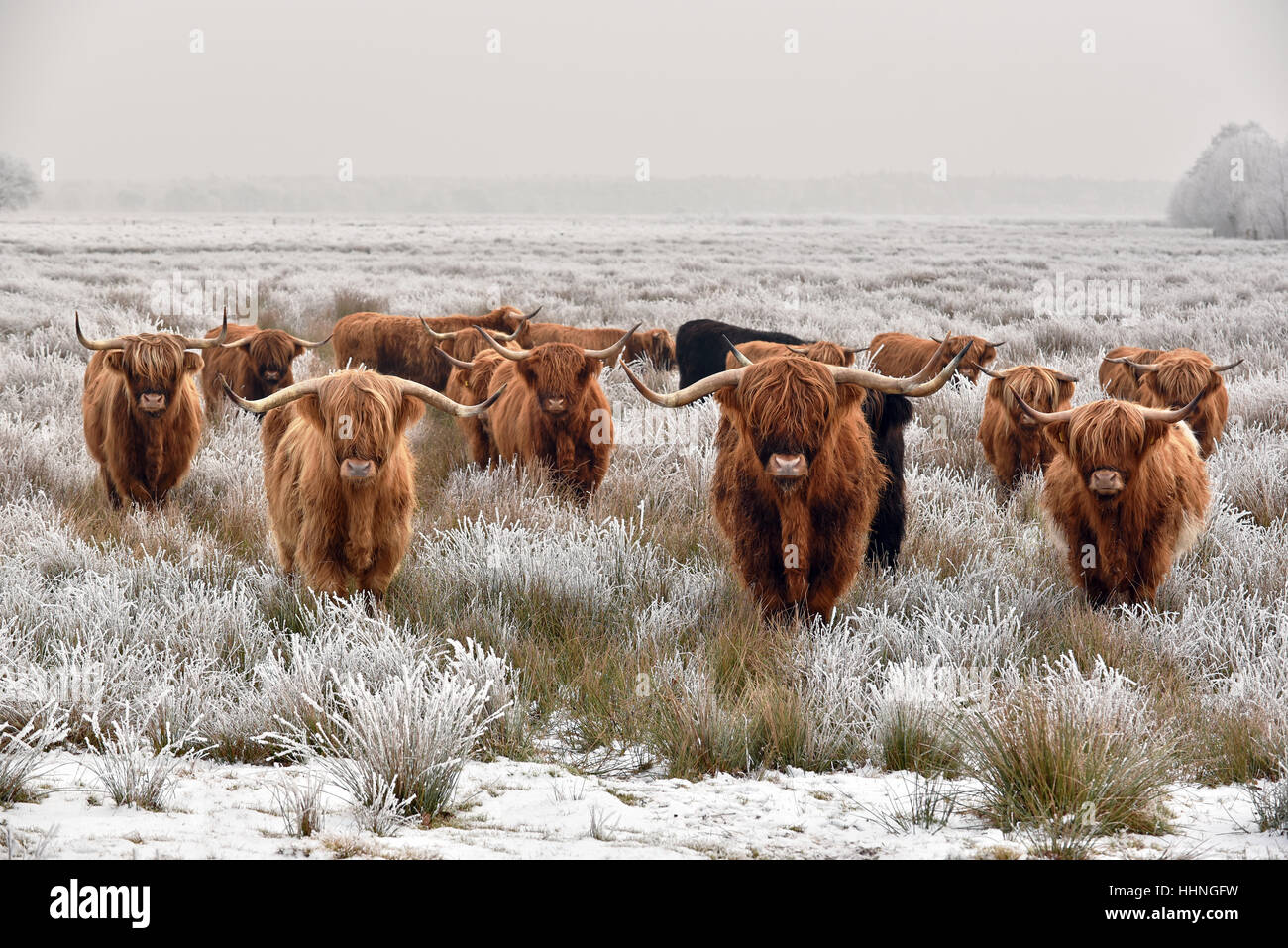 Scottish Highland Cattle Herd