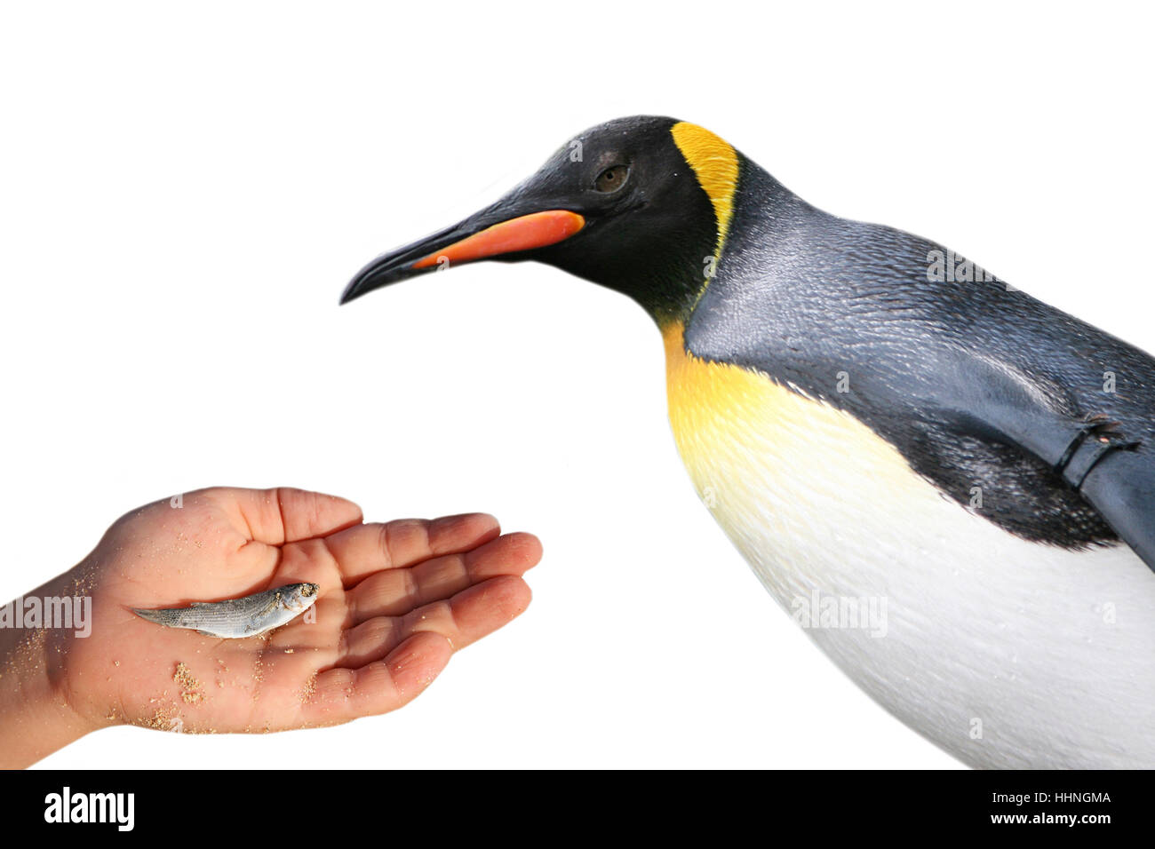 hand, isolated, bird, birds, penguin, feed, offer, child hand, hand ...