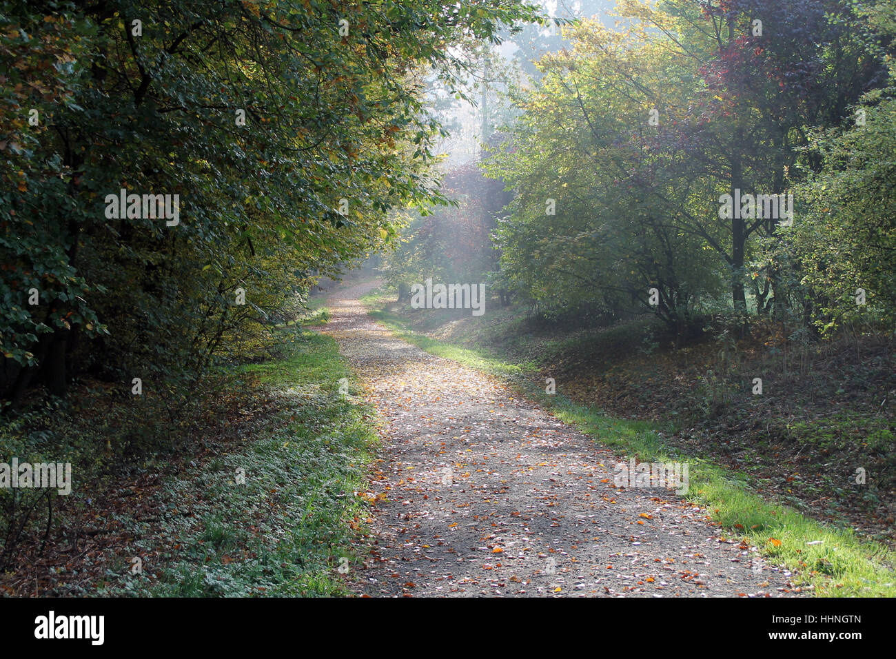 city, town, tree, trees, season, county, forest, fall, autumn, danger ...