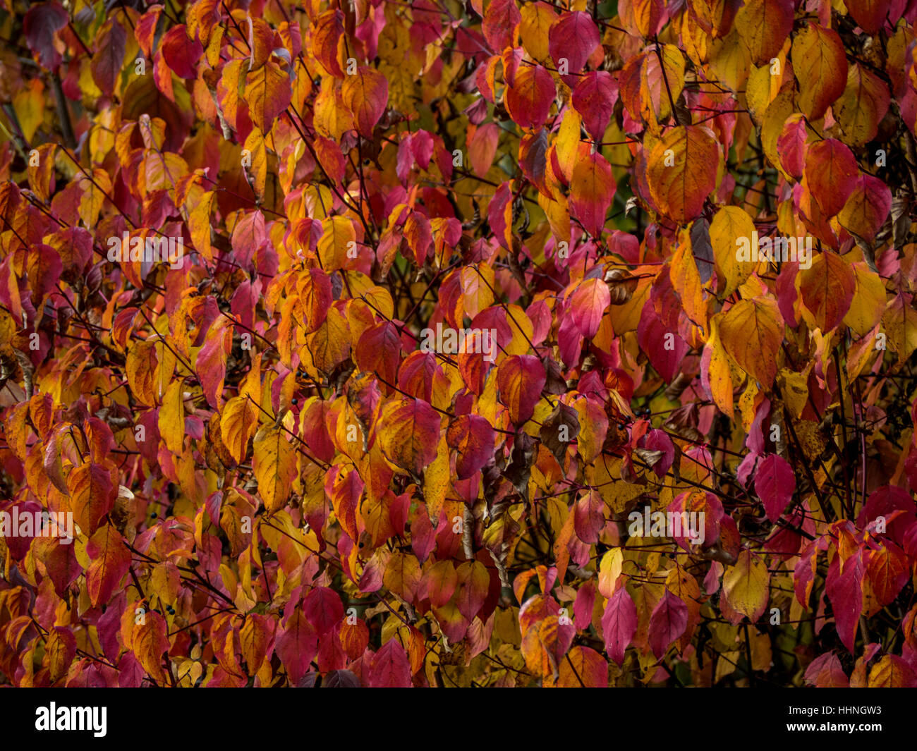 Mosaic of colors for autumn hi-res stock photography and images - Alamy