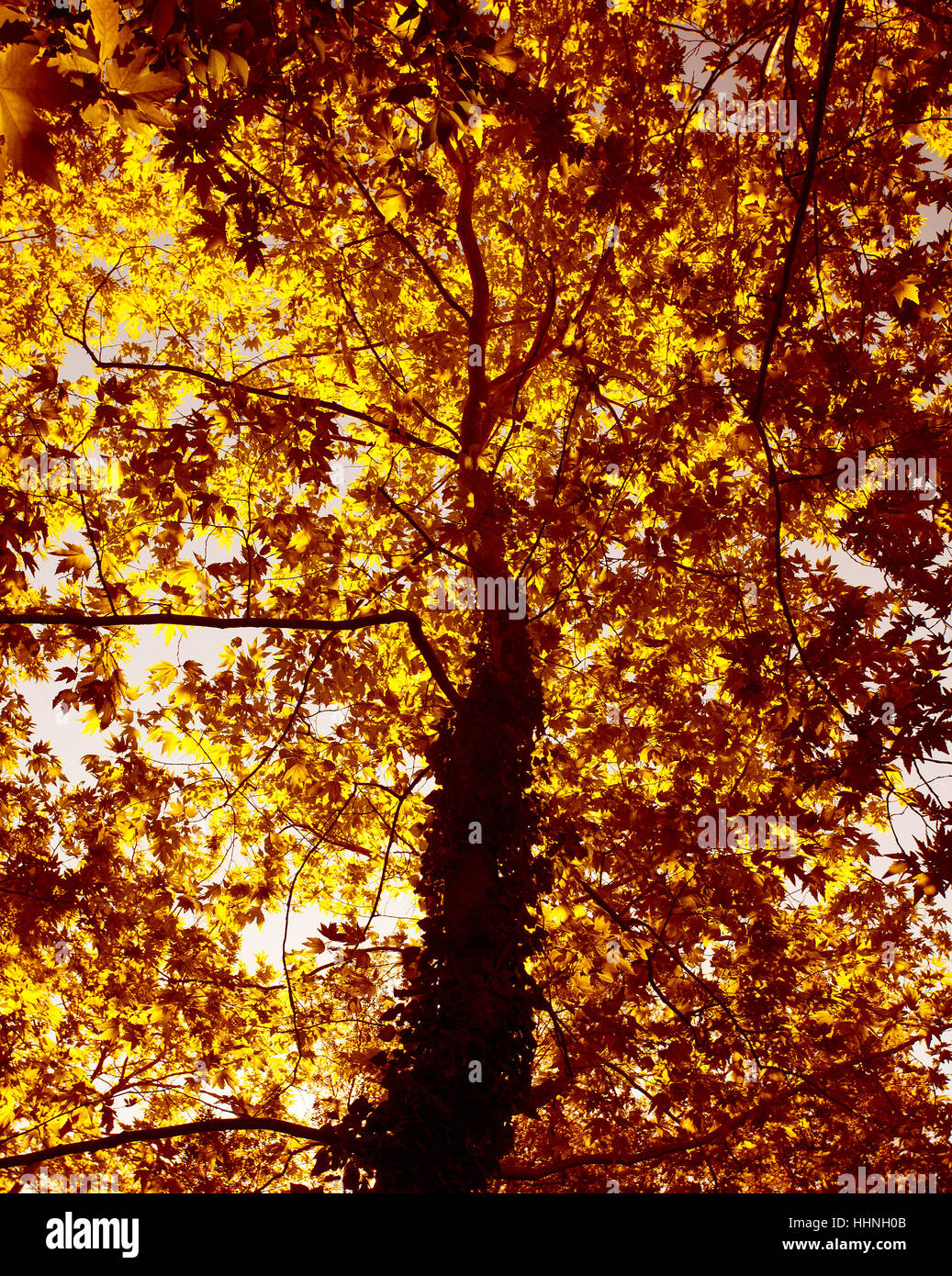 beautiful, beauteously, nice, leaf, big, large, enormous, extreme ...