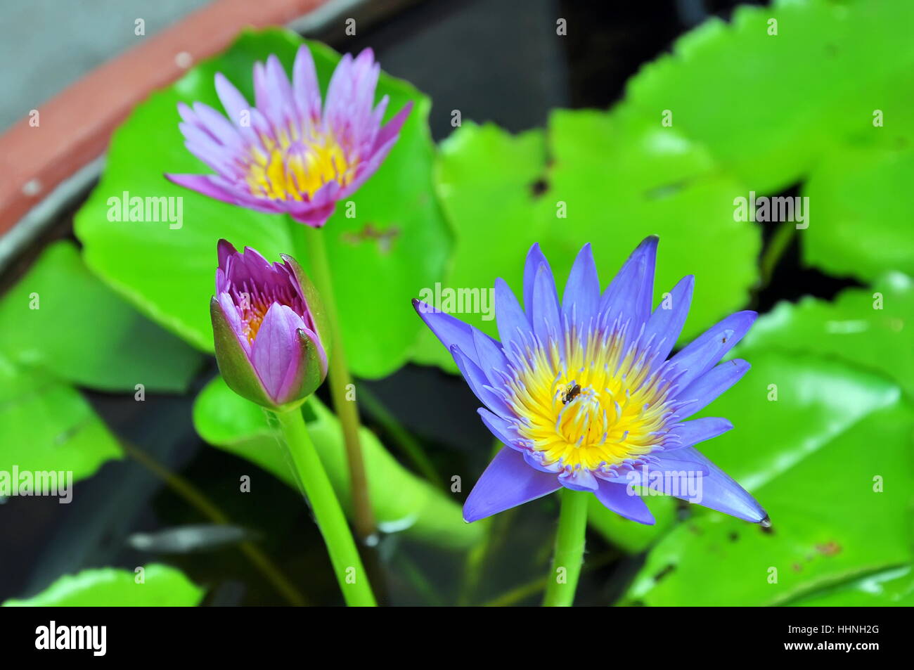 beautiful, beauteously, nice, leaf, single, park, garden, flower, plant ...