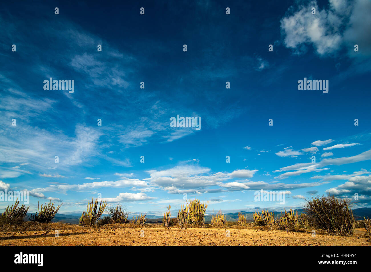 desert, wasteland, shrub, dry, dried up, barren, colombia, landscape ...