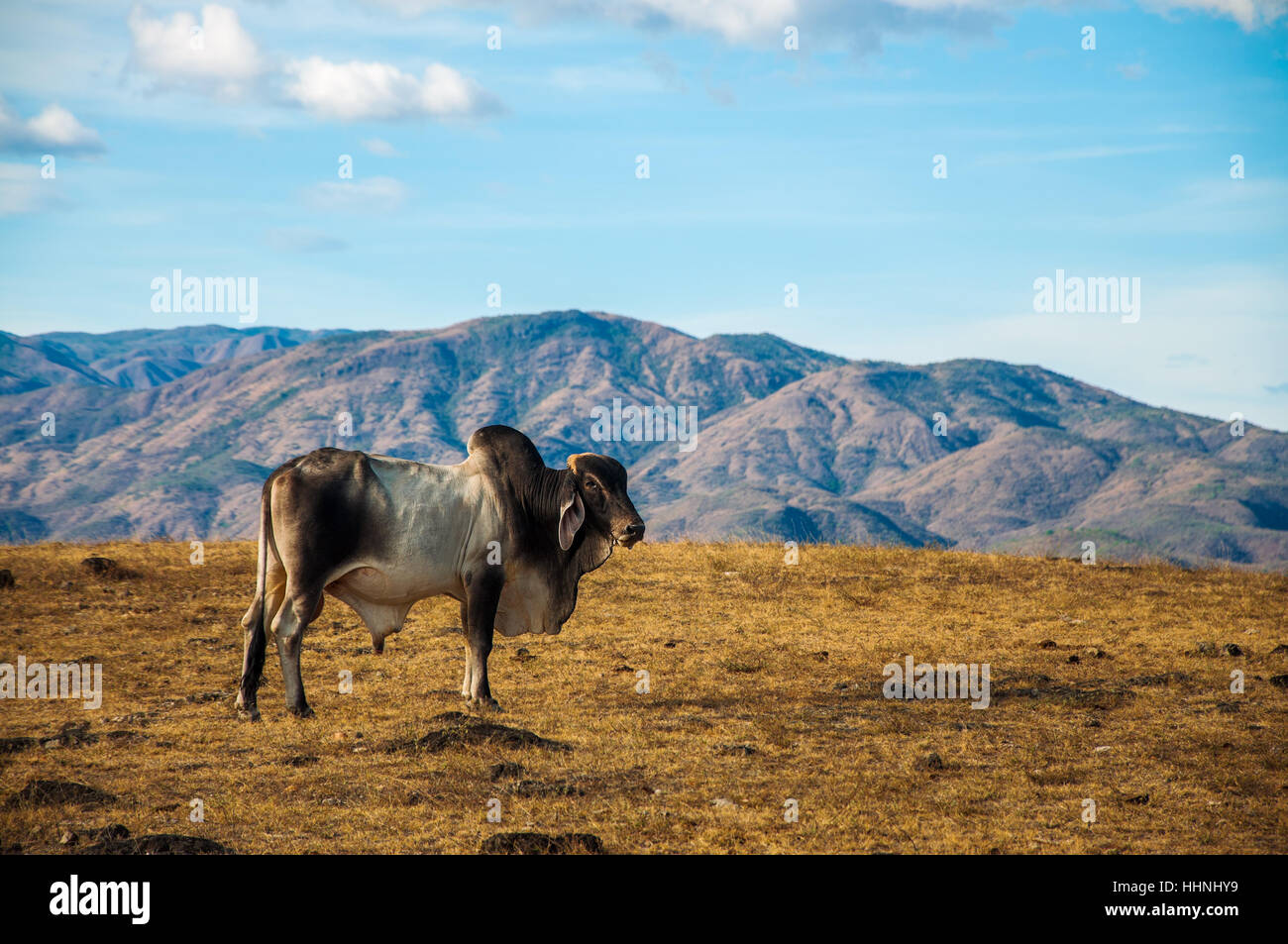 desert, wasteland, cow, livestock, dry, dried up, barren, hills, rural ...