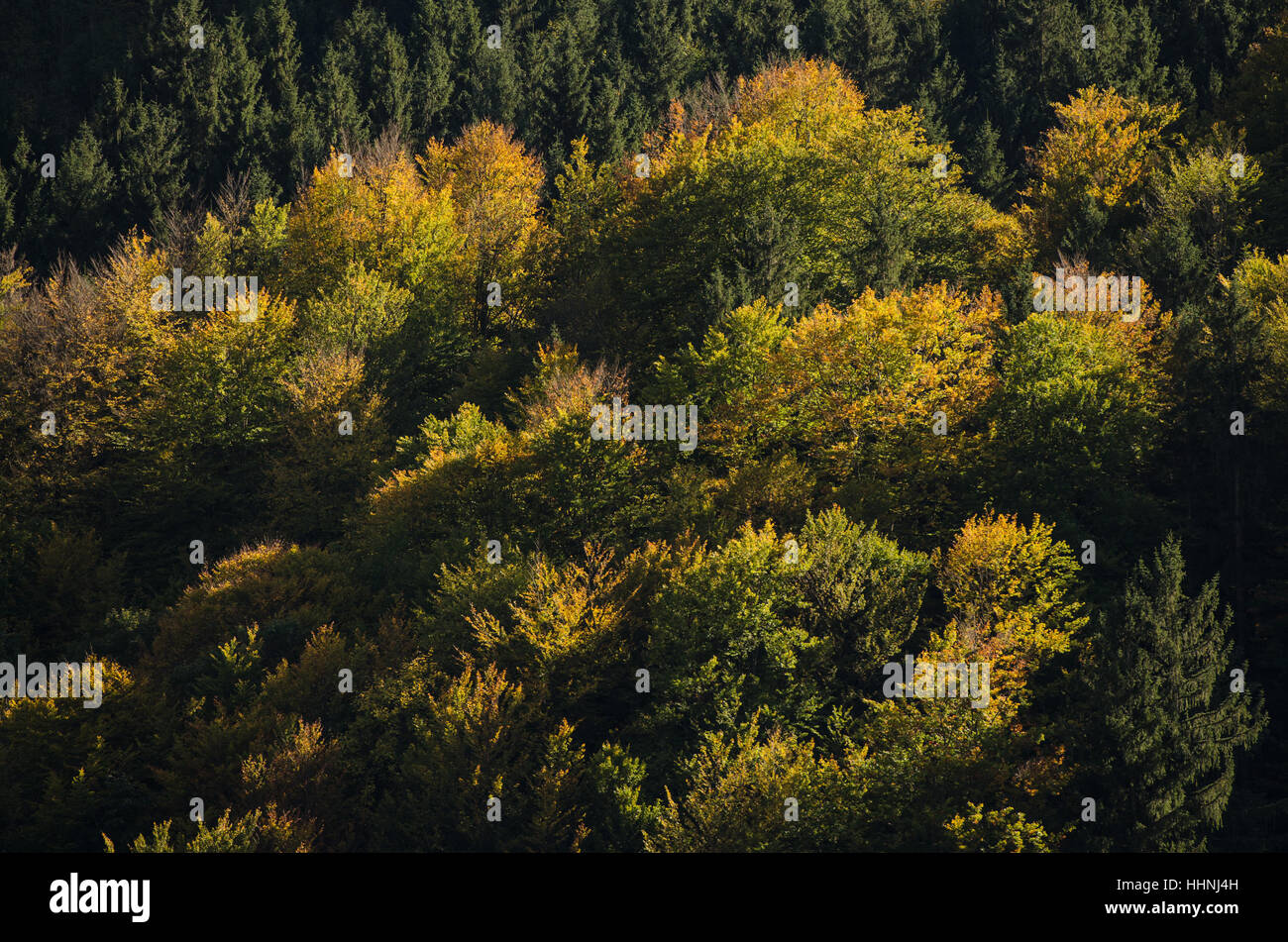 Bergwald germany autumn hi-res stock photography and images - Alamy