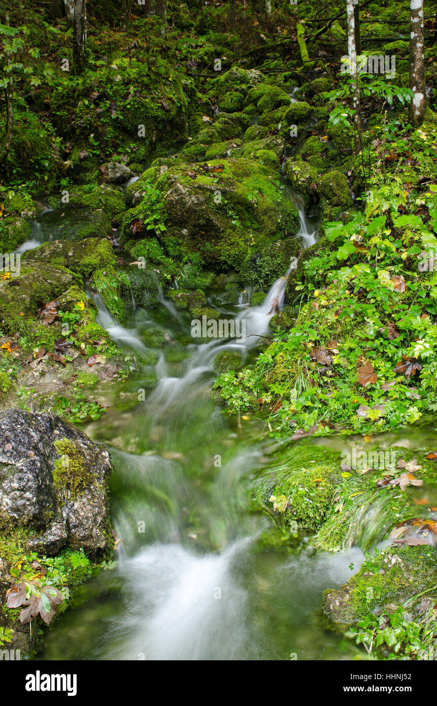 stream, moss, source, resources, water, leaf, symbolic, circulation ...