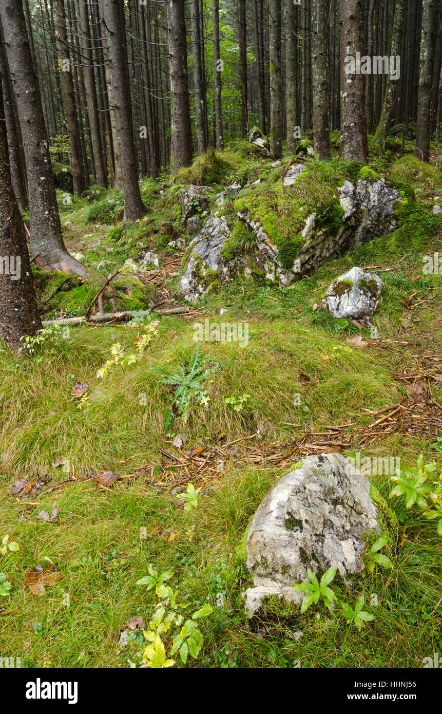 tree, trees, rock, moss, conifer forest, conifers, forest, stones ...