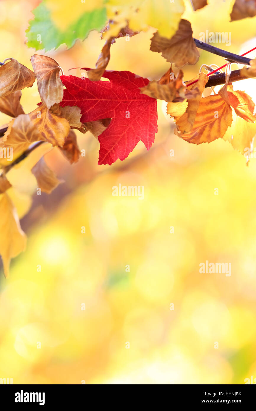 leaves, colorful, colors, colours, backdrop, background, foliage, fall ...