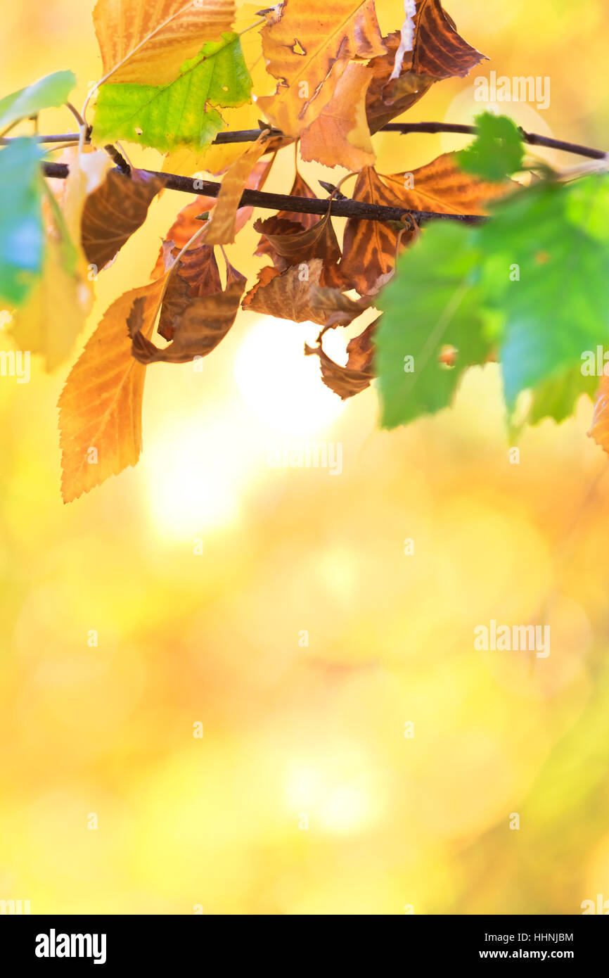 leaves, colorful, colors, colours, backdrop, background, foliage, fall ...