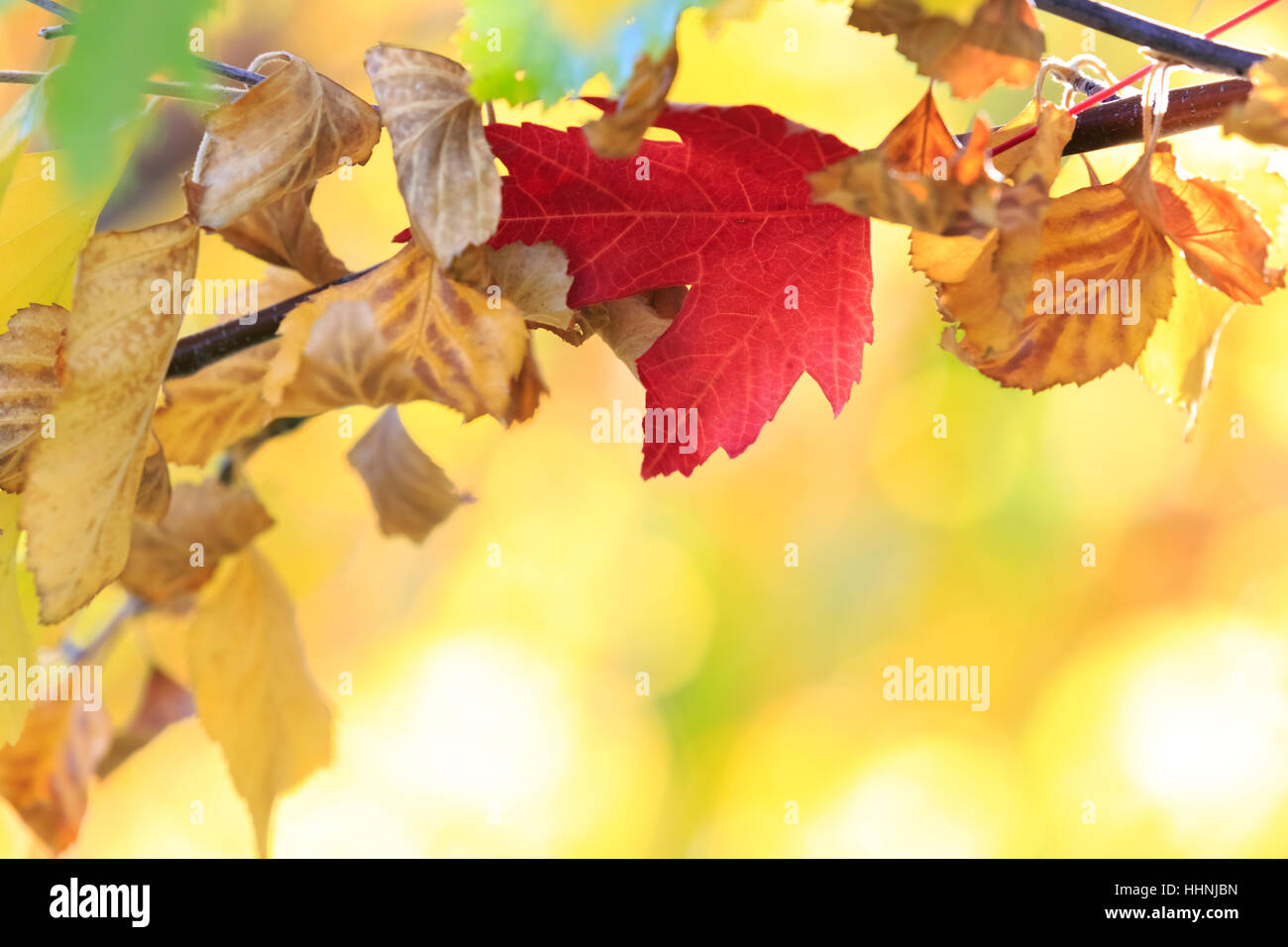 leaves, colorful, colors, colours, backdrop, background, foliage, fall ...