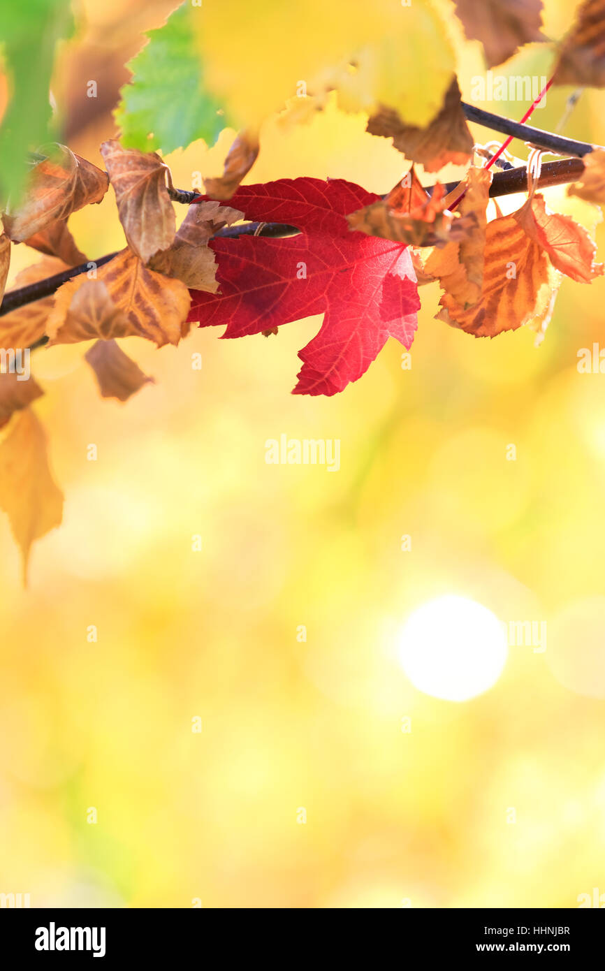 leaves, colorful, colors, colours, backdrop, background, foliage, fall ...
