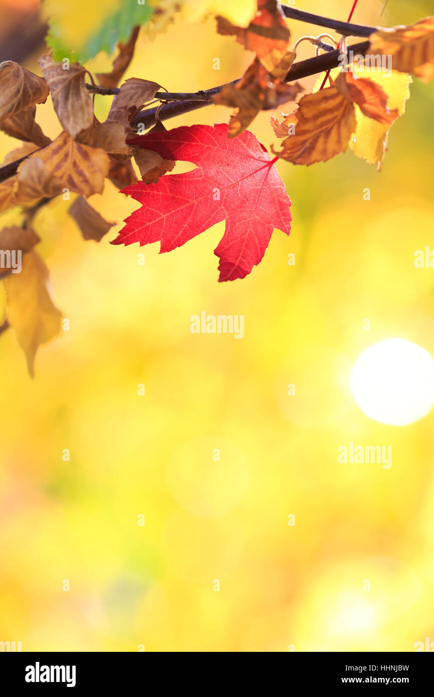 leaves, colorful, colors, colours, backdrop, background, foliage, fall ...