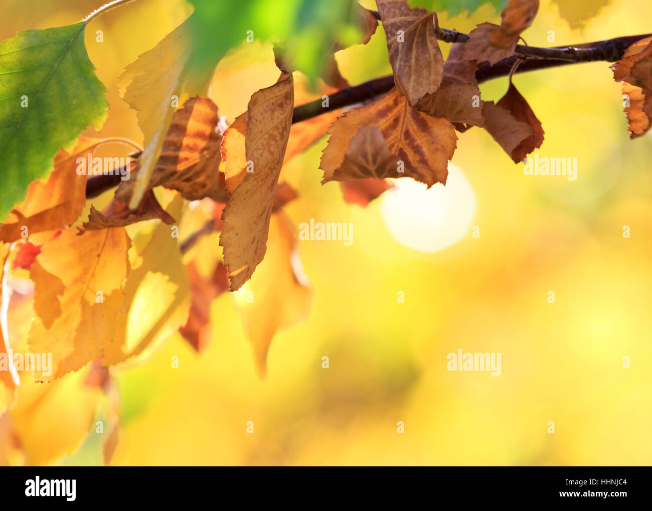 leaves, colorful, colors, colours, backdrop, background, foliage, fall ...