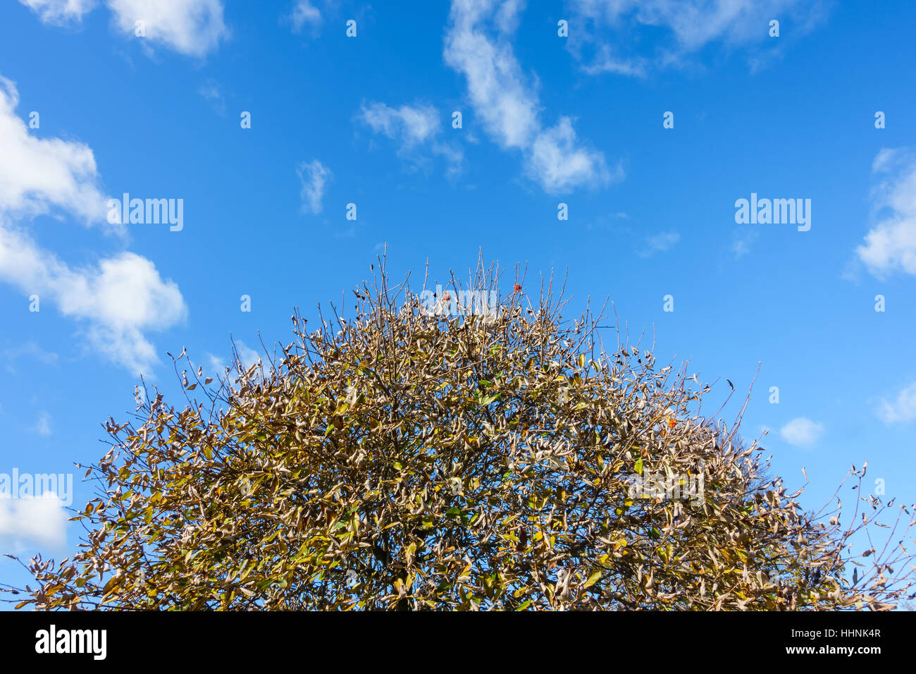Crown of the tree hi-res stock photography and images - Alamy