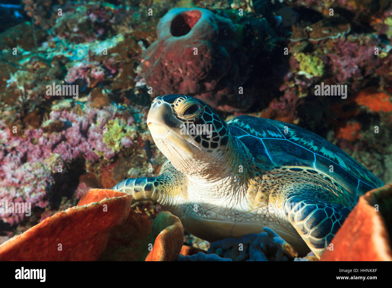 underwater, tropical, turtle, landscape, scenery, countryside, nature ...