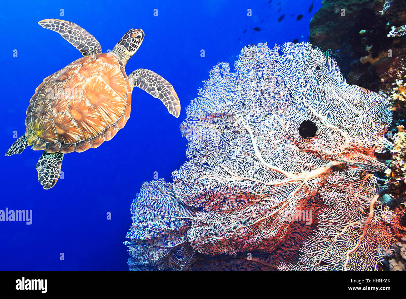 underwater, tropical, turtle, landscape, scenery, countryside, nature ...