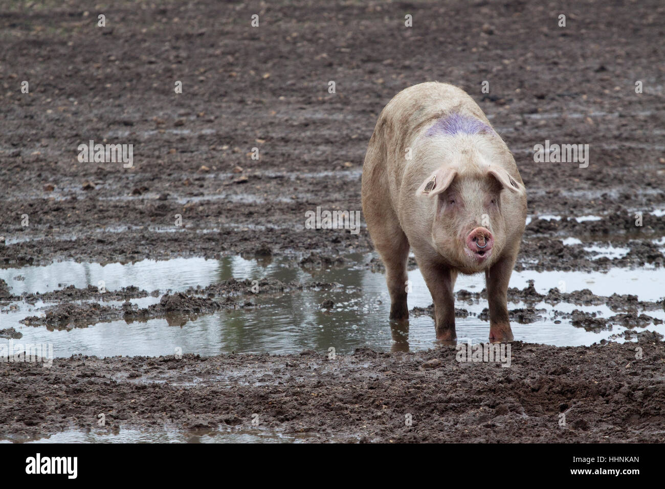 Pig Mud Puddle High Resolution Stock Photography and Images - Alamy