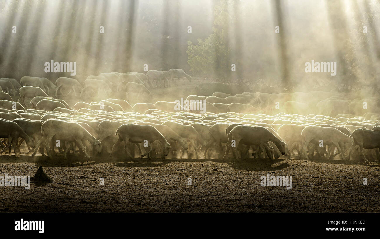 beautiful, beauteously, nice, environment, enviroment, tree, hill ...