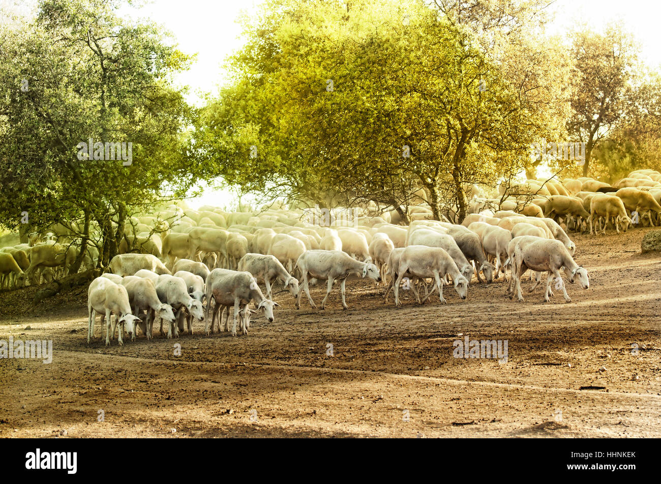 beautiful, beauteously, nice, environment, enviroment, tree, hill ...