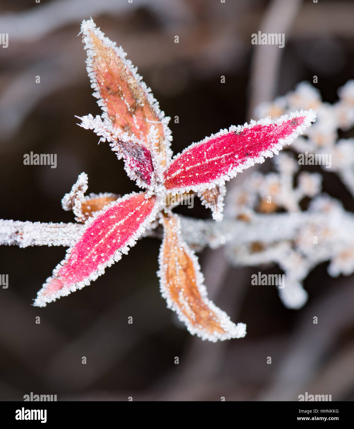 Frozen red leaf hi-res stock photography and images - Alamy