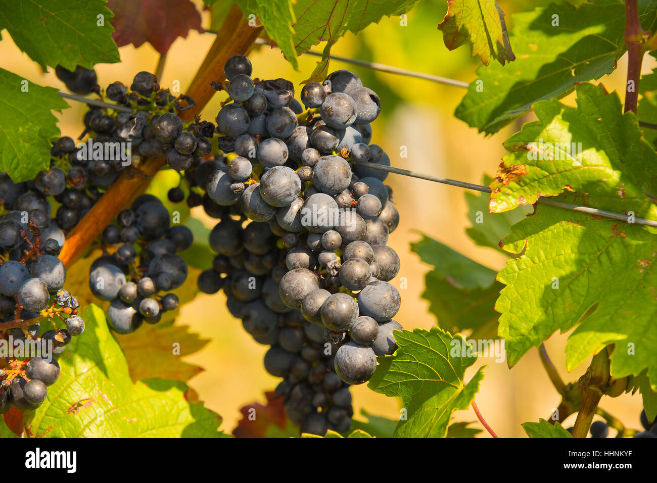 grapes, viticulture, vintage, vine, grape vine, grape-vine, bunches of ...