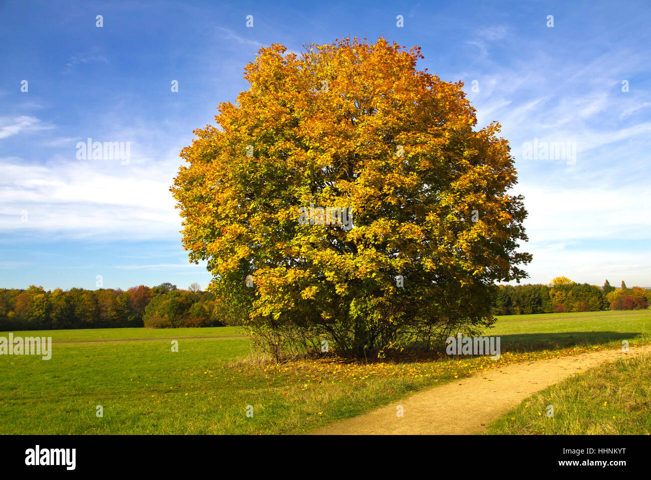 ball tree cross Stock Photo - Alamy