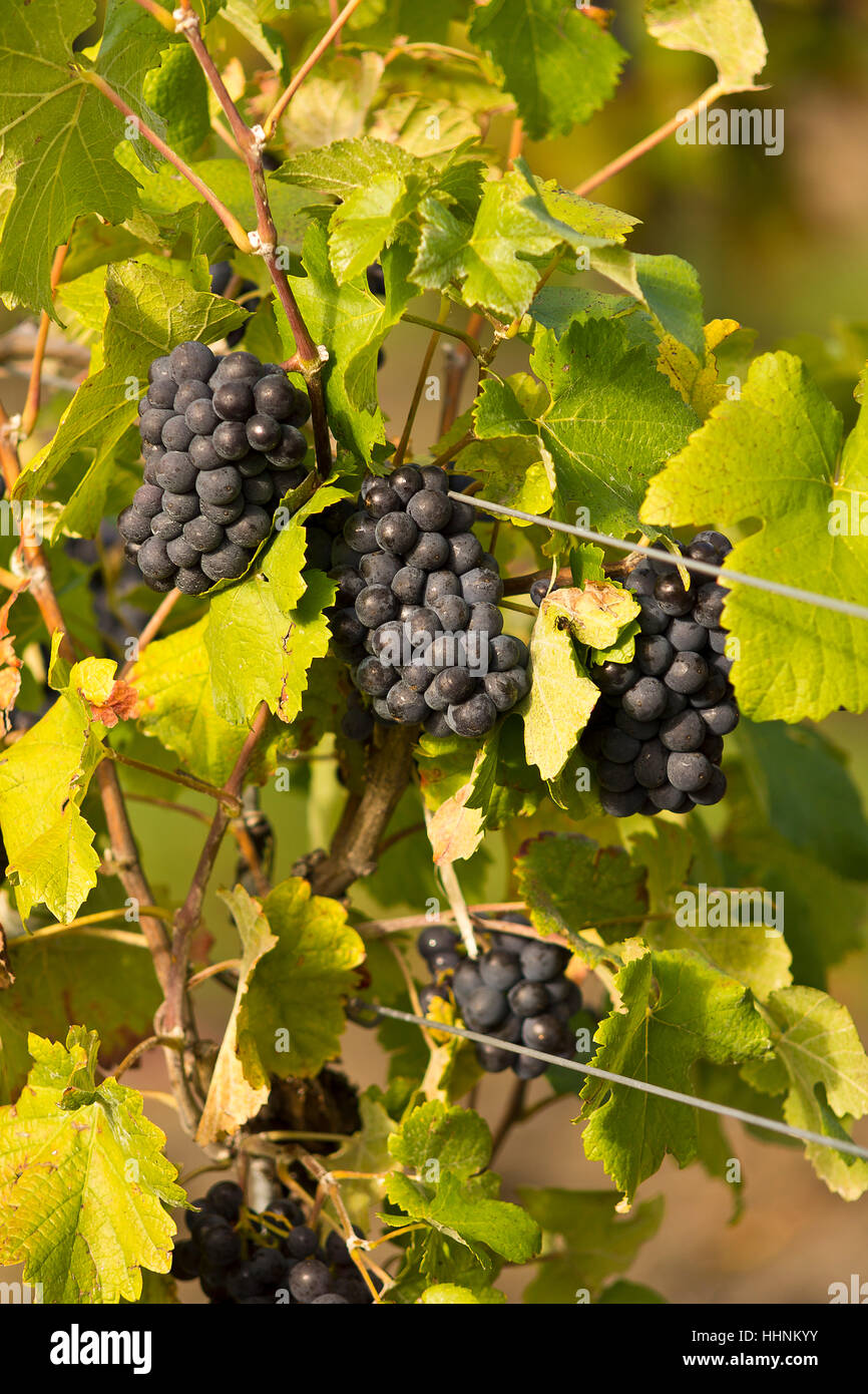 grapes, viticulture, vintage, vine, grape vine, grape-vine, bunches of ...