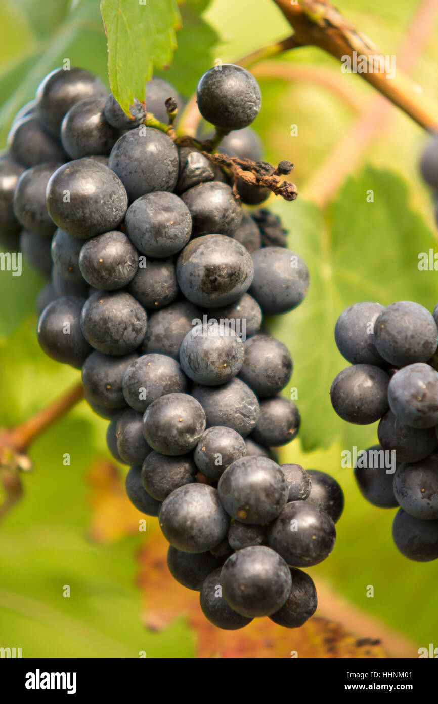 grapes, viticulture, vintage, vine, grape vine, grape-vine, bunches of ...