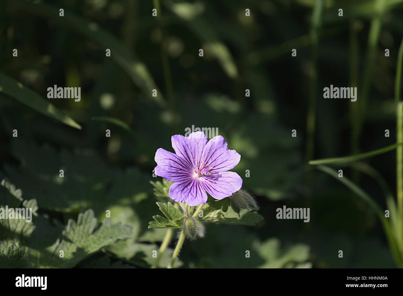 Single pantograph hi-res stock photography and images - Alamy