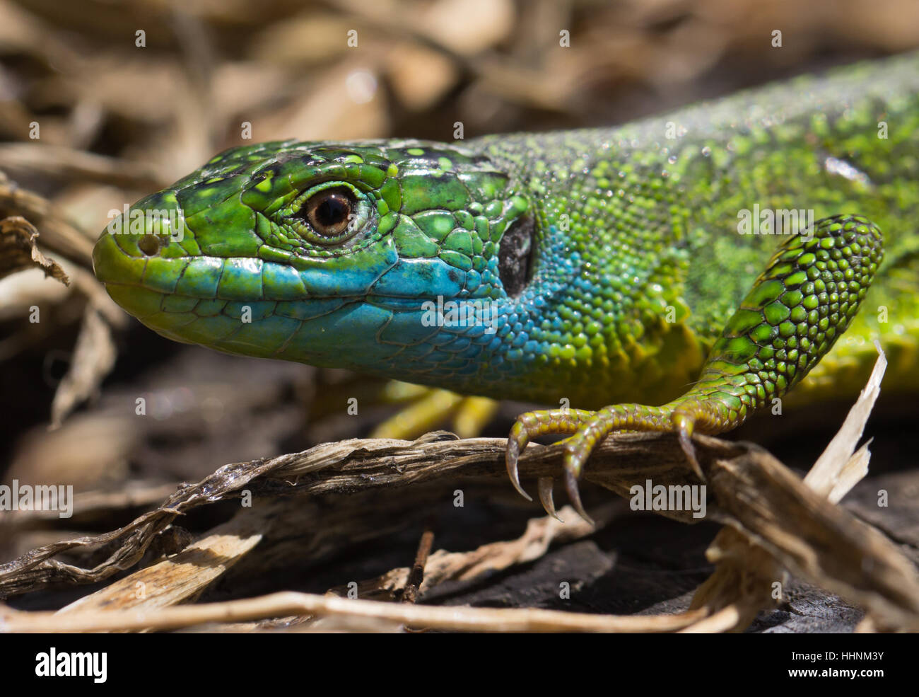 Close-up of head of common green wall lizard taken in the Le Marche ...