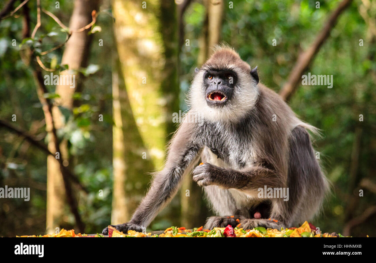 Hanuman langur hi-res stock photography and images - Alamy