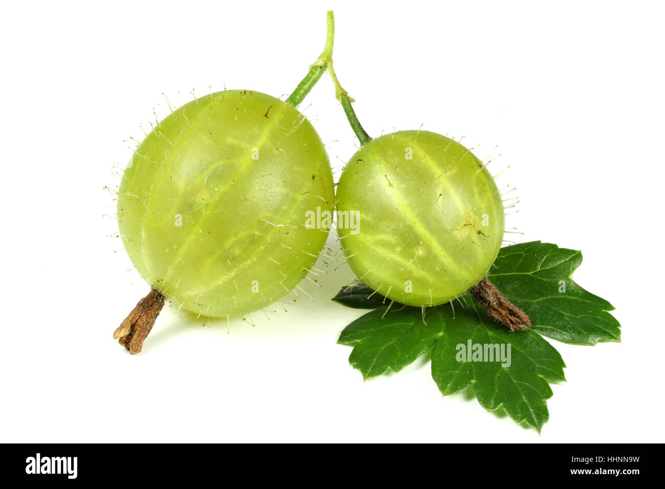 fresh picked gooseberries isolated on white background Stock Photo - Alamy