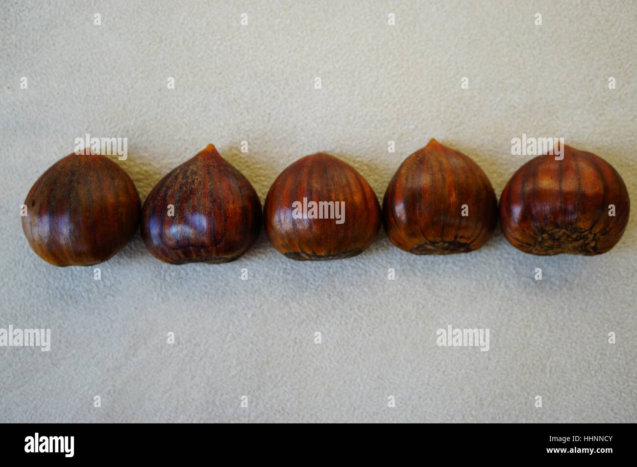 Five fresh chestnuts in the shell in a row Stock Photo - Alamy