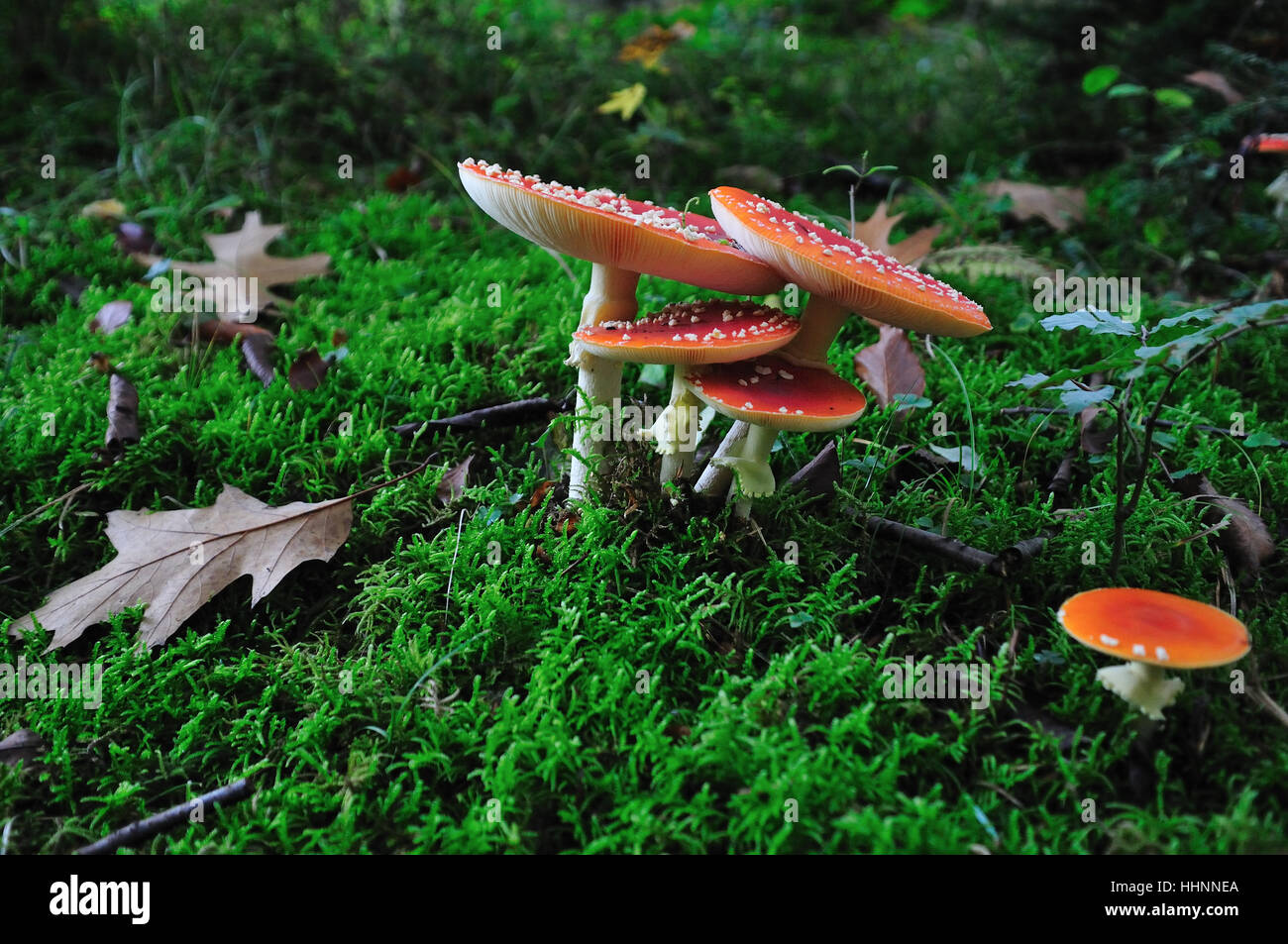 fly agaric, toadstool, fly agarics, toadstools, lucky devil, toxic ...