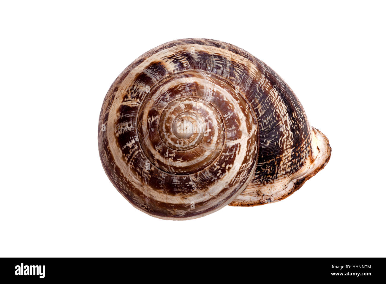 escargot - snail - snail shells Stock Photo - Alamy