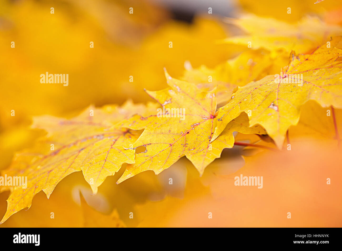 autumnal, autumn colours, maple, tinted, faded, autumn foliage, leaves ...
